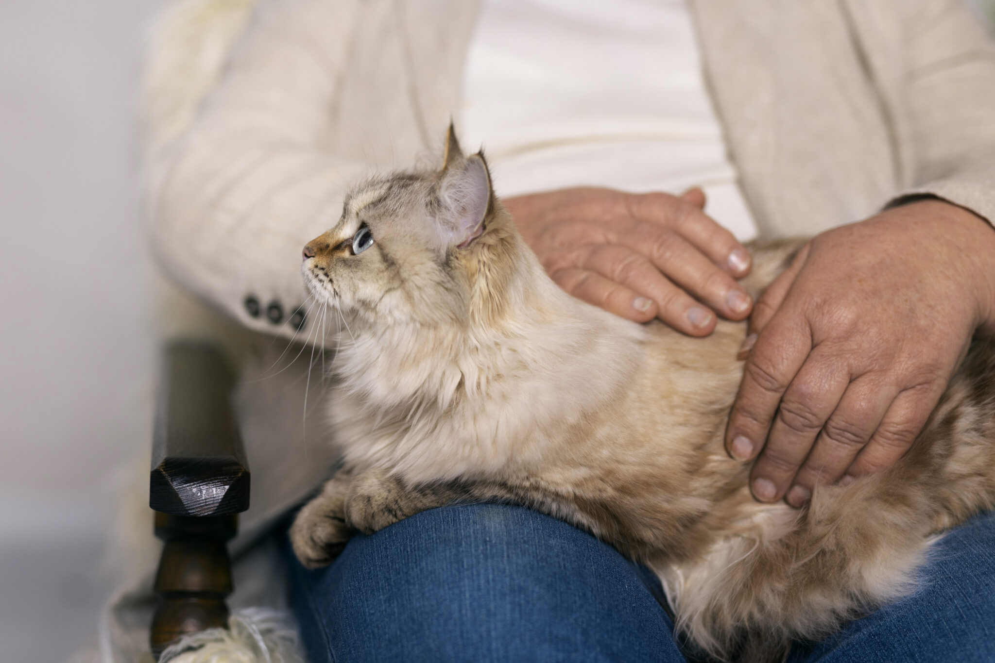 Abcès chat : causes, symptômes, traitements et urgences vétérinaires